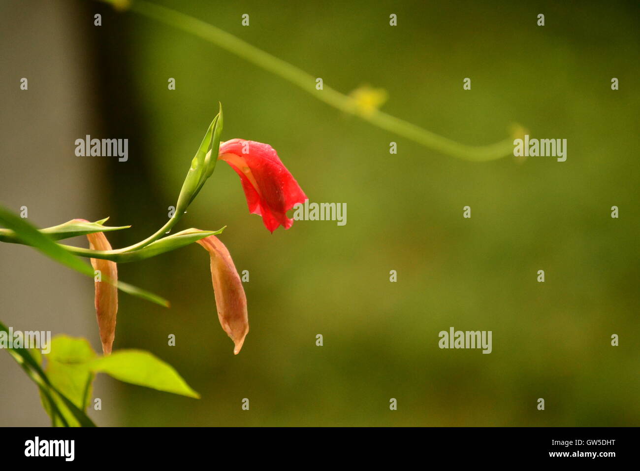 Colours of Monsoon Stock Photo - Alamy