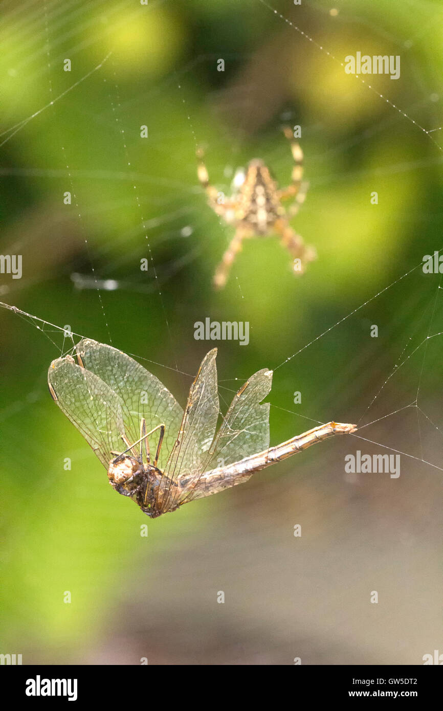 Devil spider hi-res stock photography and images - Alamy