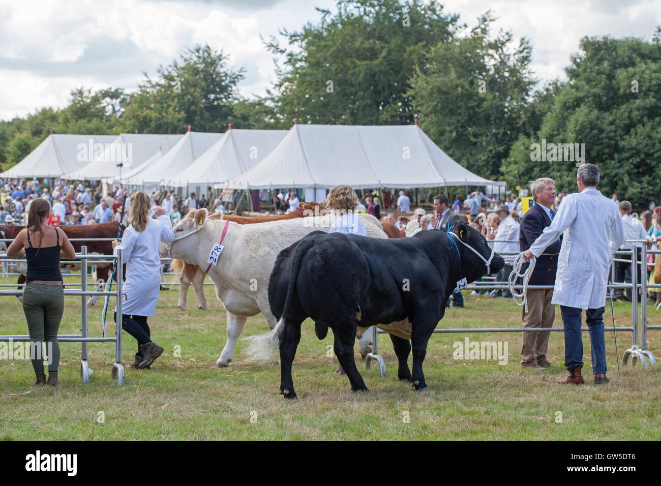 Aberdeen Angus, front, Charolais Cattle breeds Prize winning animals ...