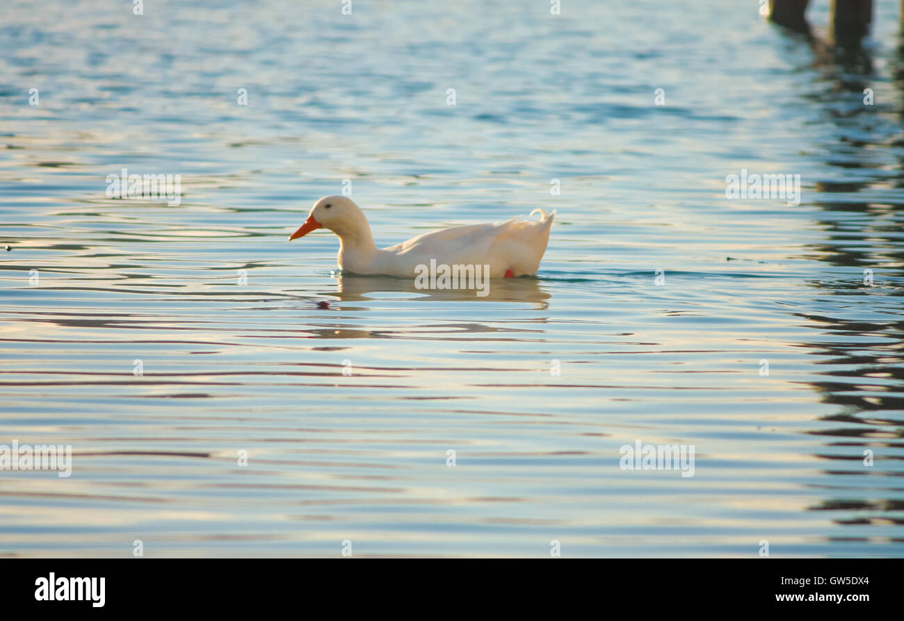 white goose swimming in the water Stock Photo - Alamy