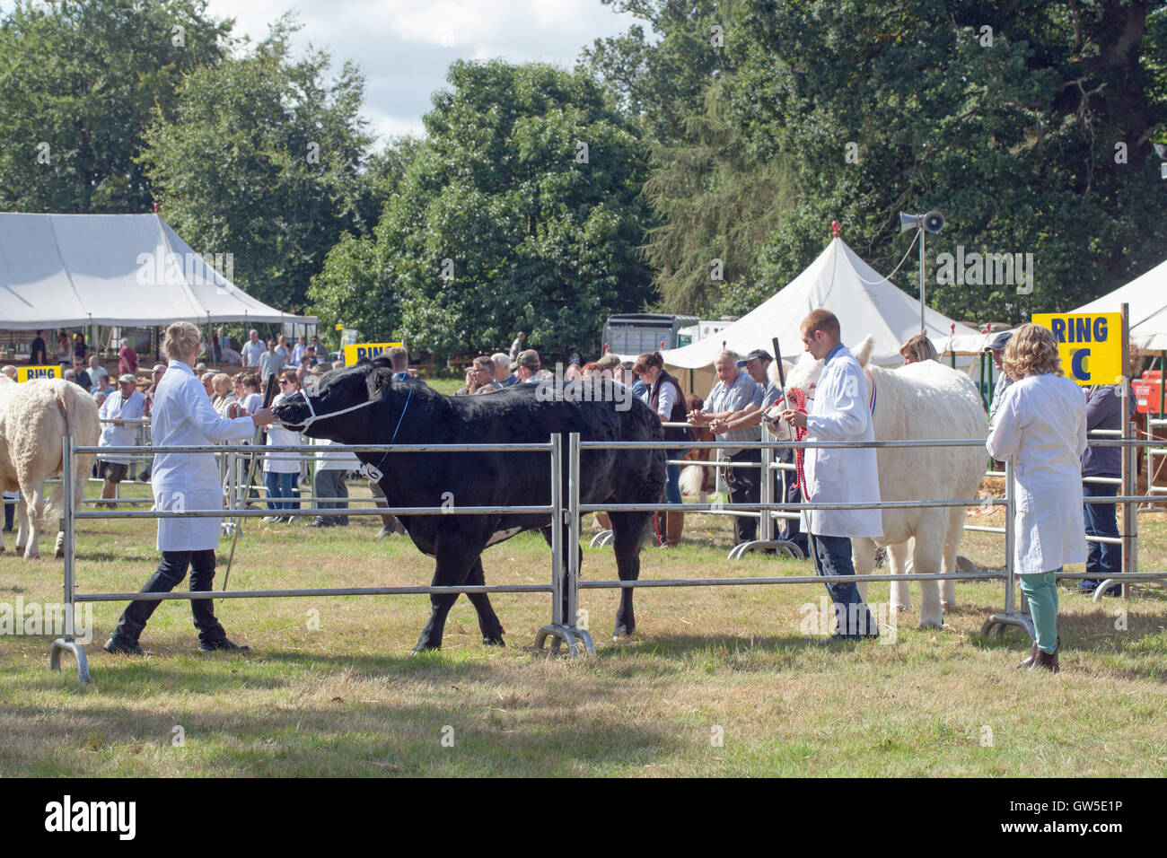 Aberdeen Angus and Charolais Cattle breeds (Bos sp. ) Prize winning ...