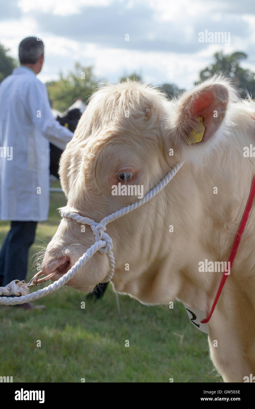 Charolais Cattle (Bos sp. ) Portrait. Prize winning animal. Continental ...