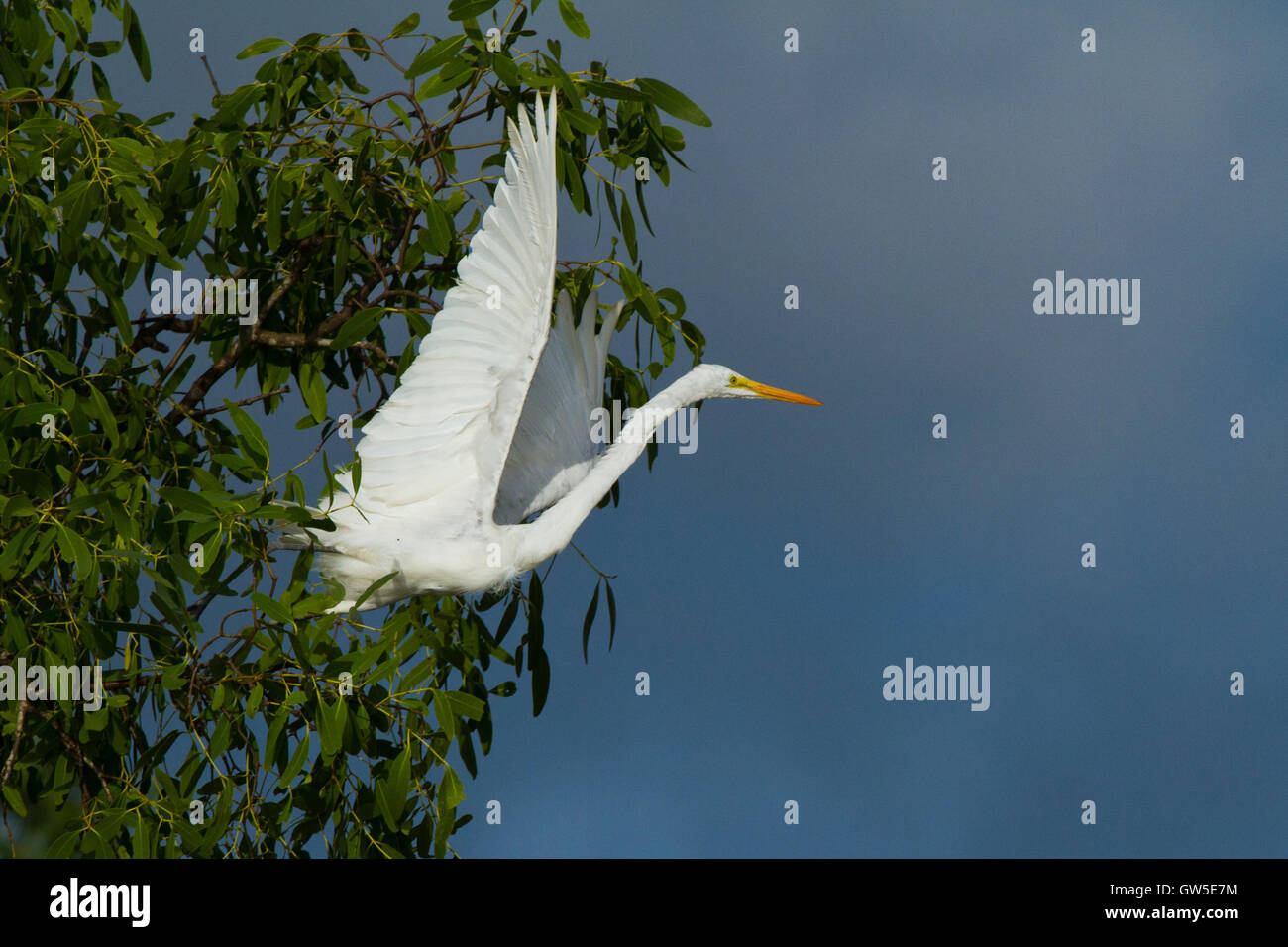 Sundarban birds hi-res stock photography and images - Alamy