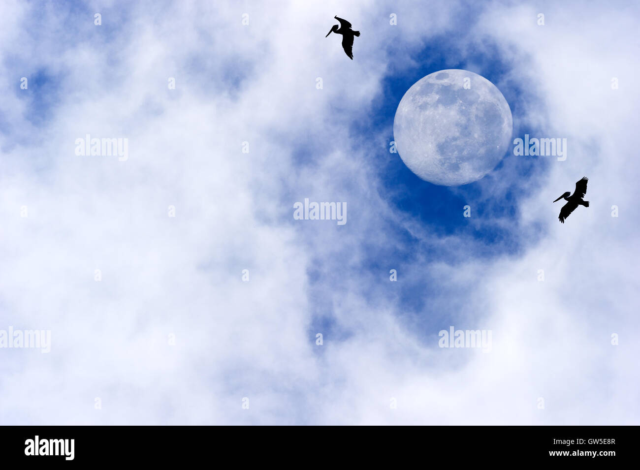 Moon birds are tow silhouetted birds flying by a bright full moon with ...
