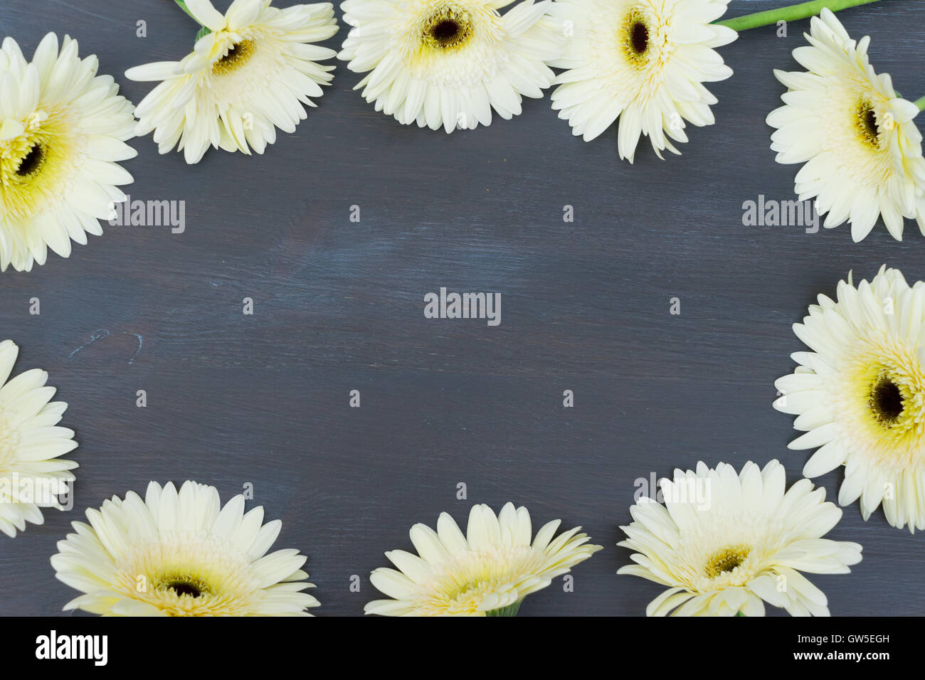 Beige gerbera flowers Stock Photo - Alamy