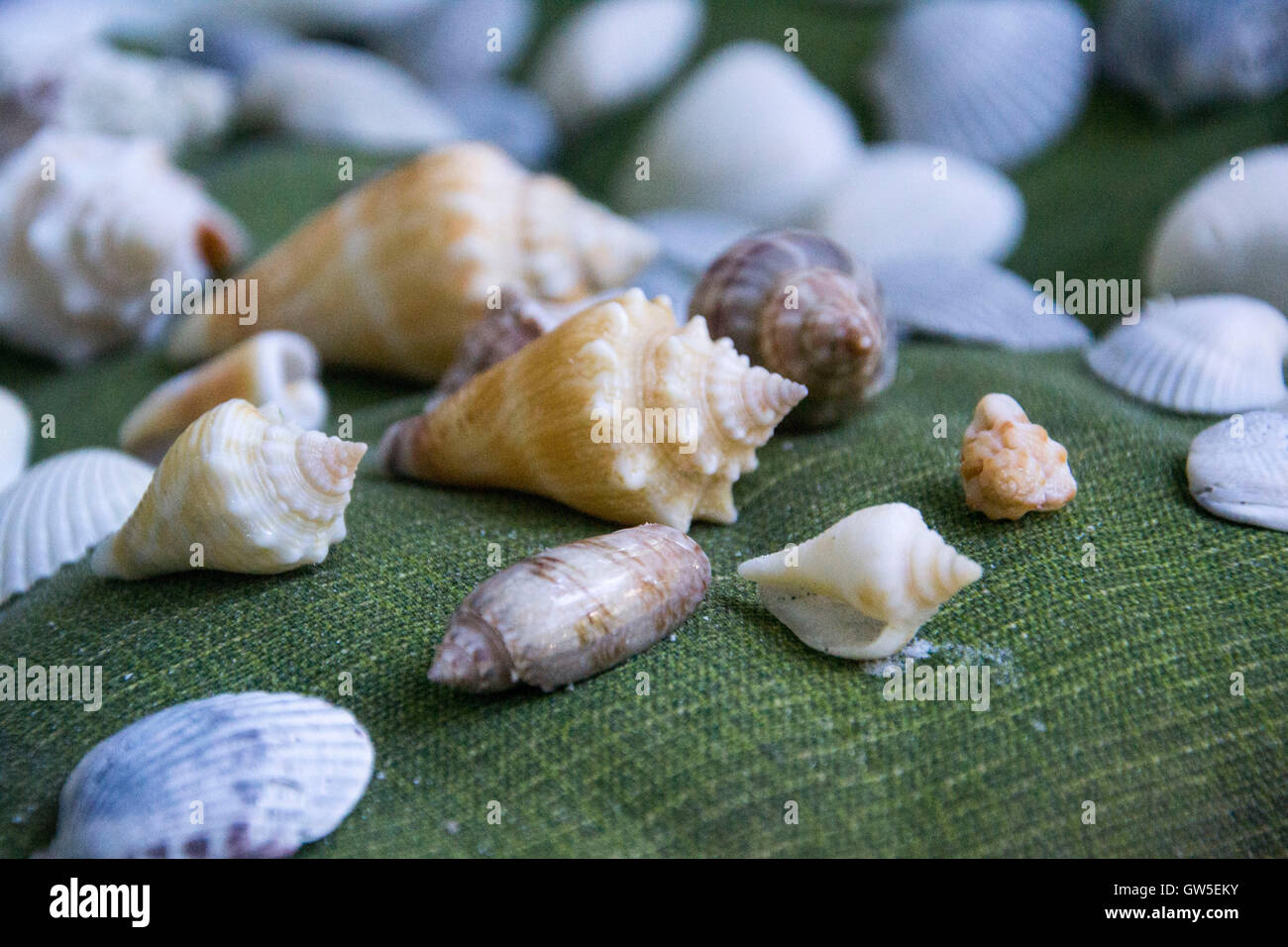Oceanic seashells hi-res stock photography and images - Alamy Oceanic seashells hi-res stock photography and images - Alamy