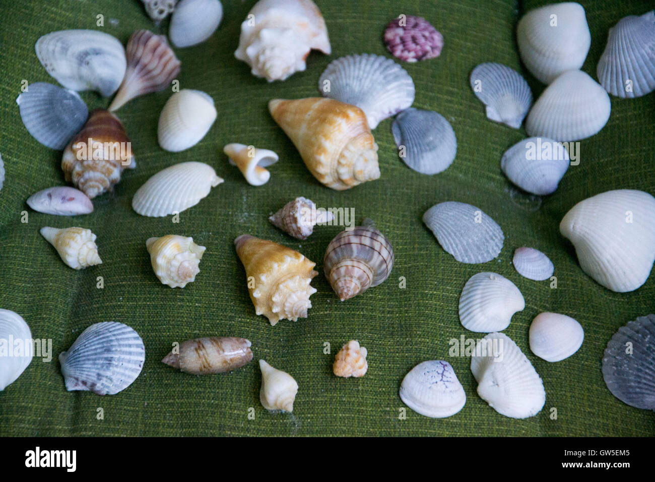 Close up lots seashells hi-res stock photography and images - Alamy