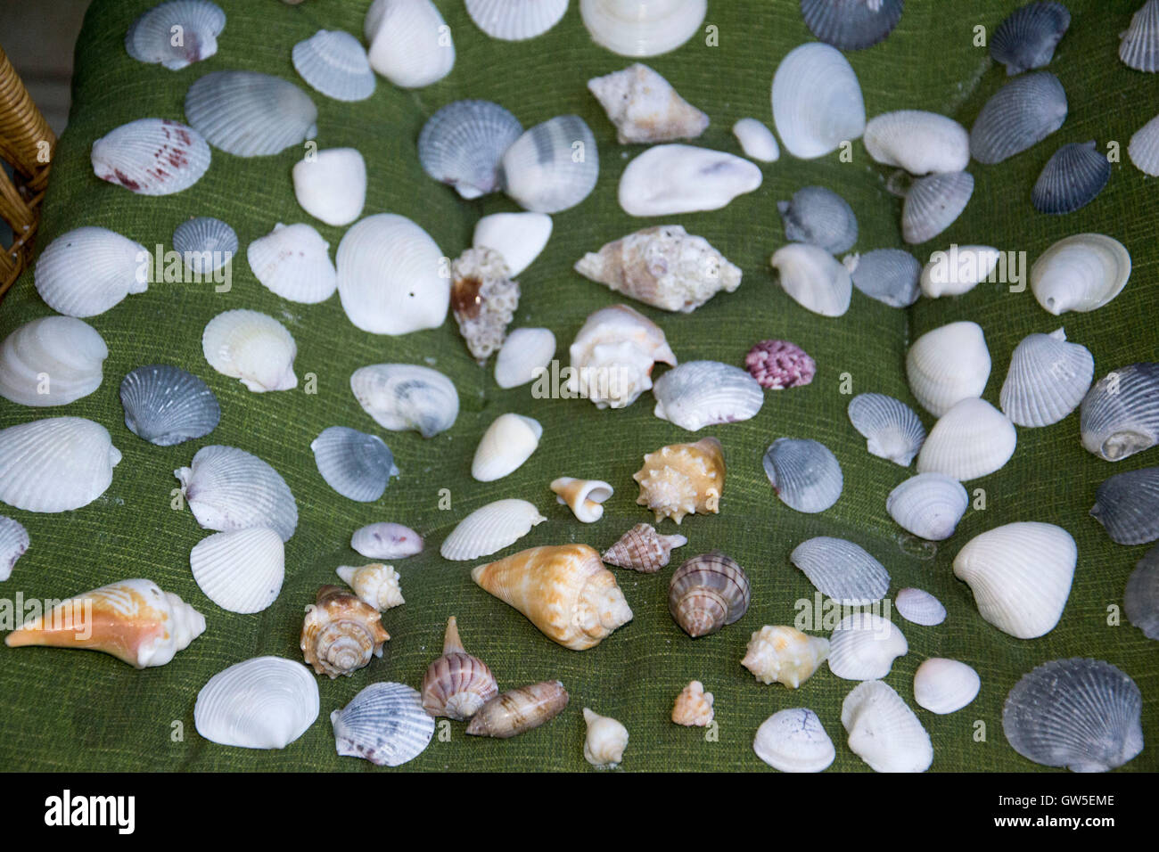 Beige Seashells High Resolution Stock Photography and Images - Alamy