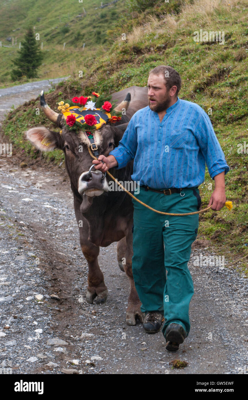 Cattle drive hi-res stock photography and images - Alamy