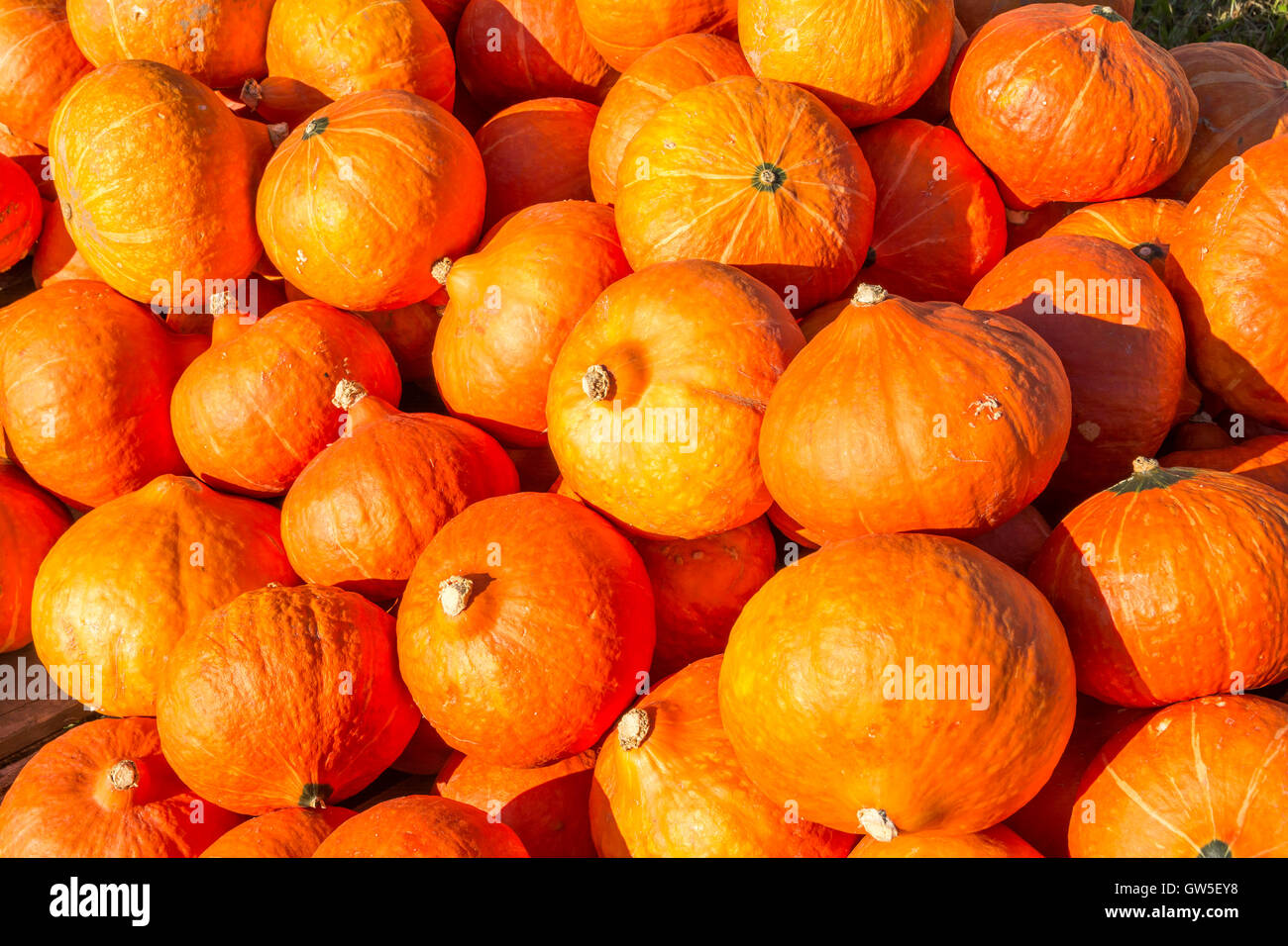 Autumn background. Ornamental gourds and pumpkins Stock Photo - Alamy