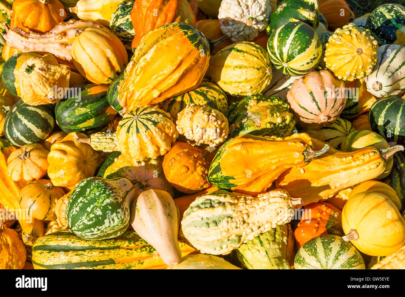 Autumn background. Ornamental gourds and pumpkins Stock Photo - Alamy