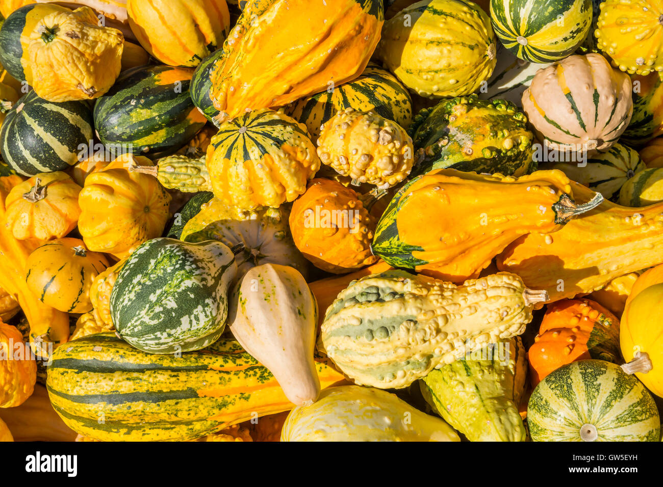 Many small gourds hi-res stock photography and images - Alamy