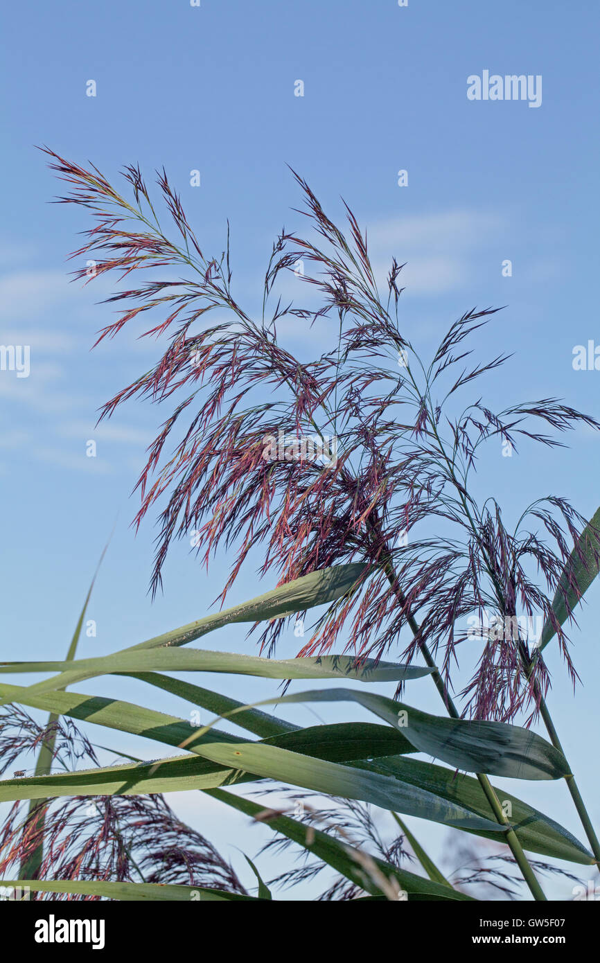 Norfolk Reed (Phragmites australis). Seed head or panicle. August ...