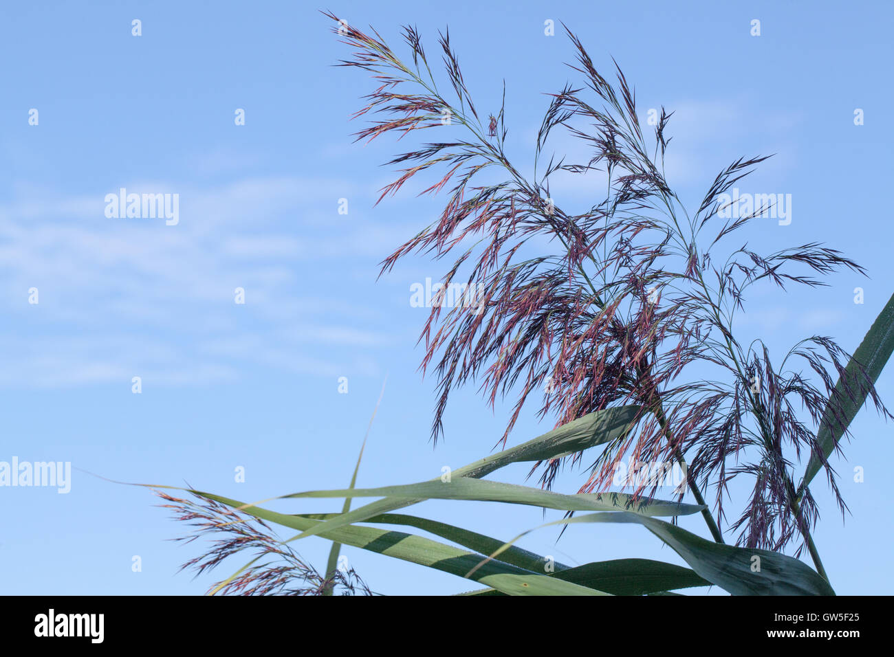 Norfolk Reed (Phragmites australis). Seed head or panicle. August ...
