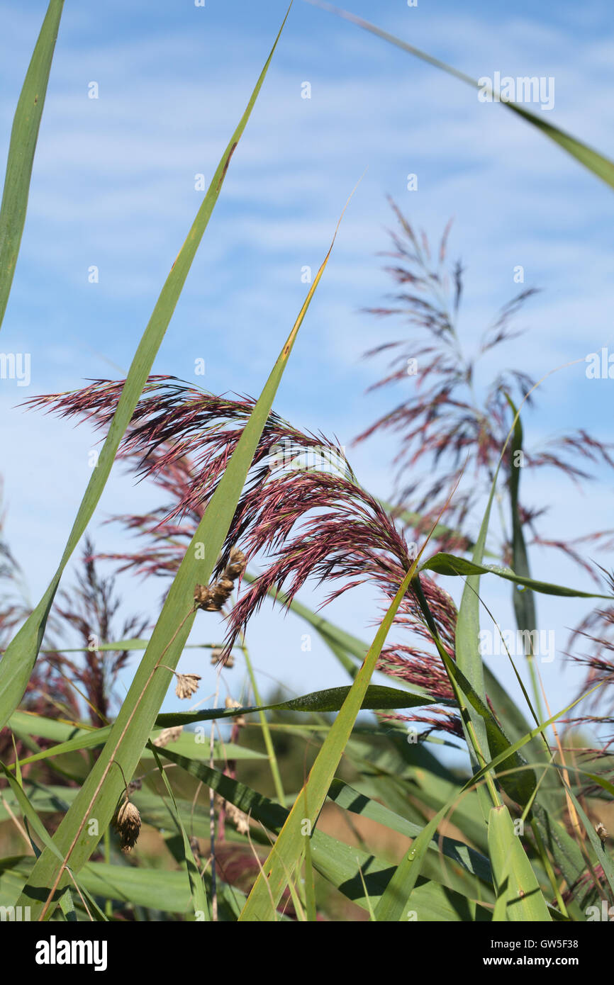 Phragmites australis hi-res stock photography and images - Alamy