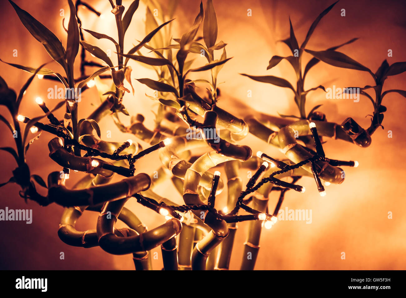 Christmas lights on tropical bamboo tree with orange background Stock ...