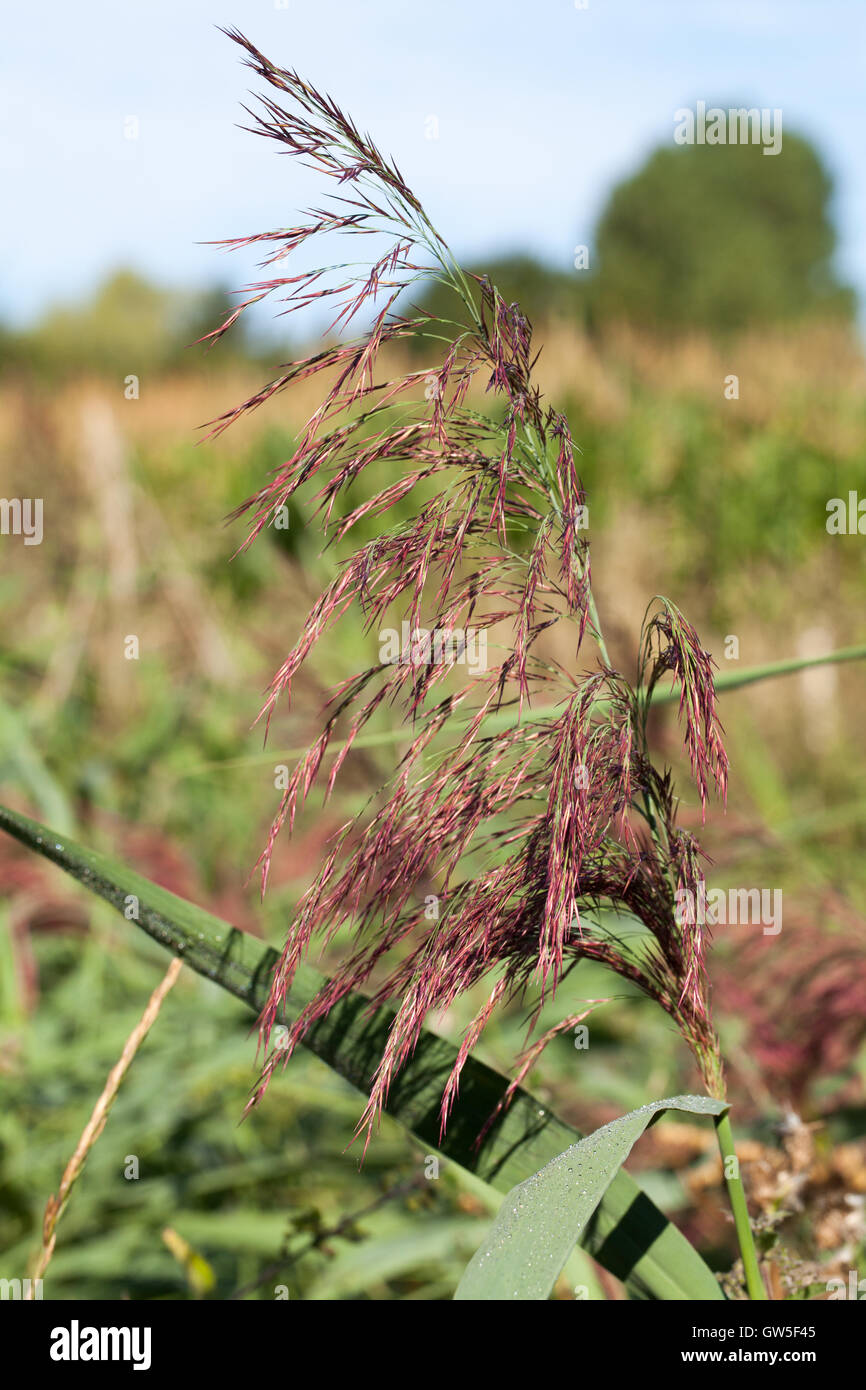 Norfolk reed phragmites hi-res stock photography and images - Alamy