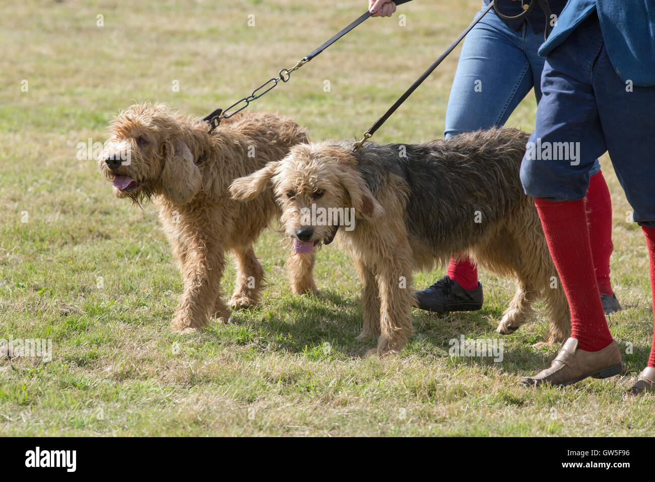 Mink Hounds (Canis lupus familiaris). New breed selected in part from ...