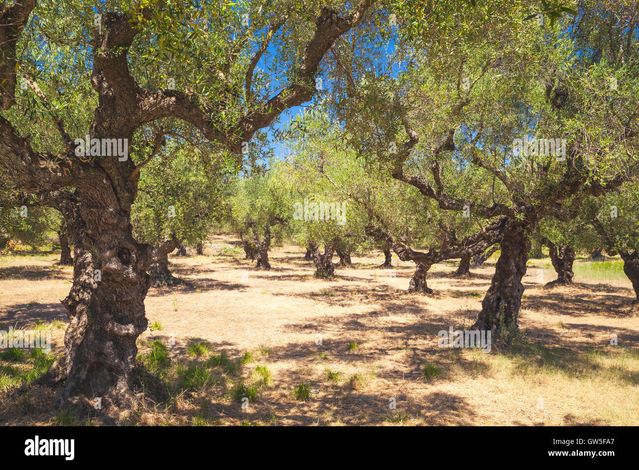 Olive trees in traditional Greek garden, Zakynthos island Stock Photo ...