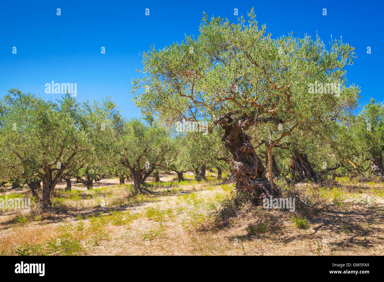 Olive trees in summer Greek garden, Zakynthos island, Greece Stock ...