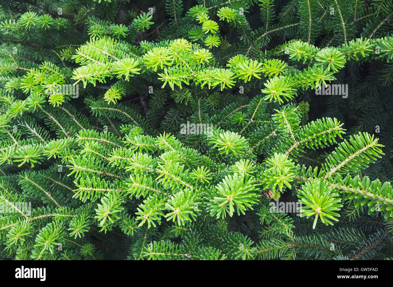 Spruce tree branches new hi-res stock photography and images - Alamy