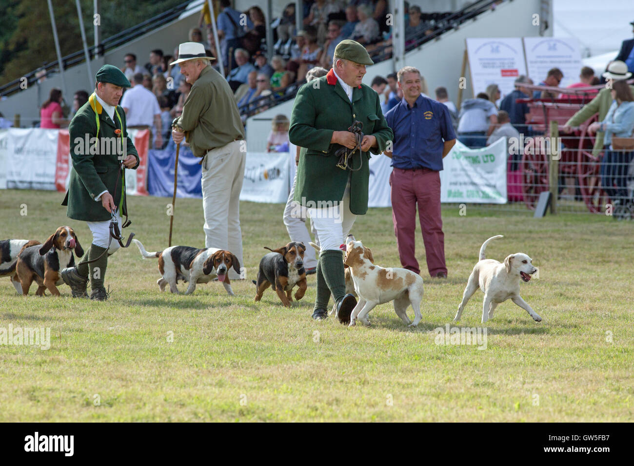 Basset Hounds left, and right, Harriers (Canis lupus familiaris). Pack ...