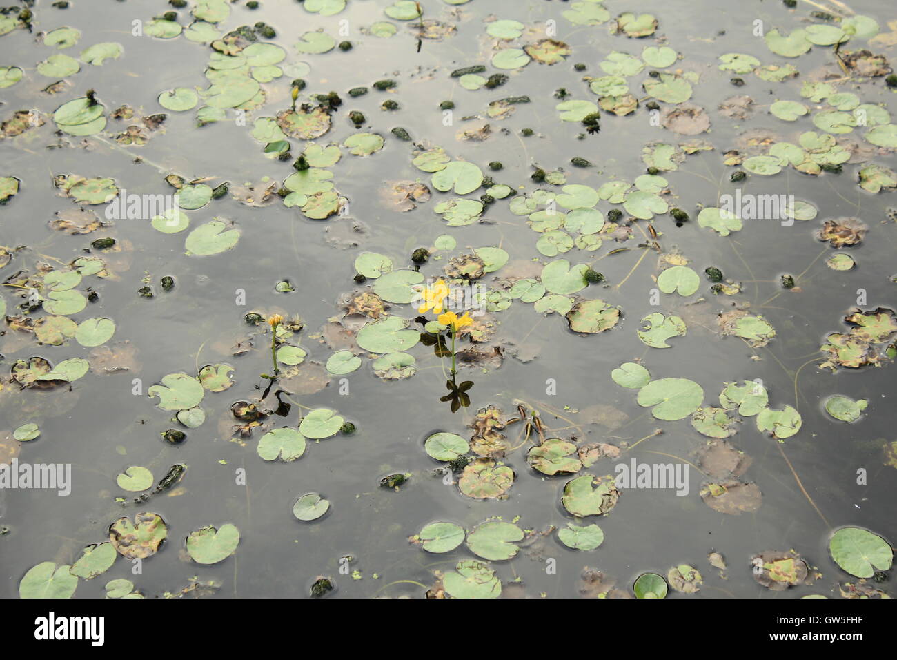 South Wales, pond life, Lilly pans Stock Photo - Alamy