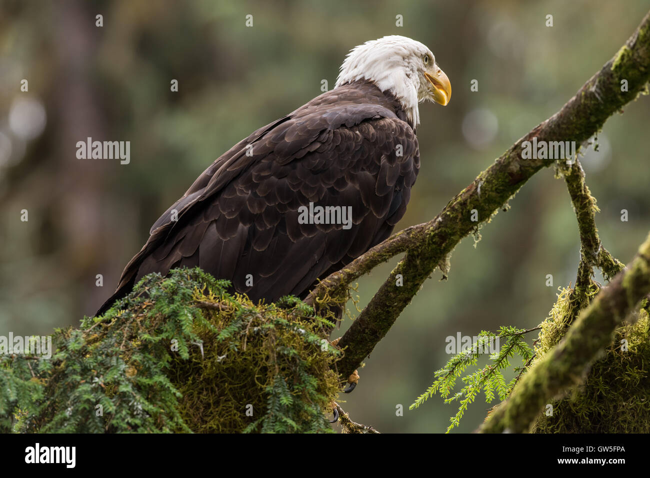 Bald eagle in a tree Stock Photo - Alamy