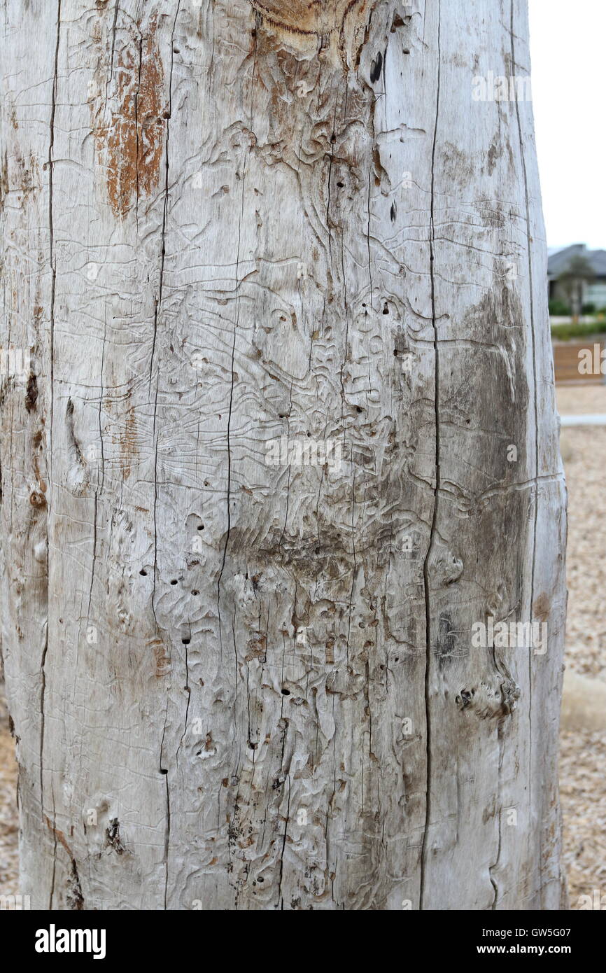 Dead tree trunk as garden decoration Stock Photo - Alamy
