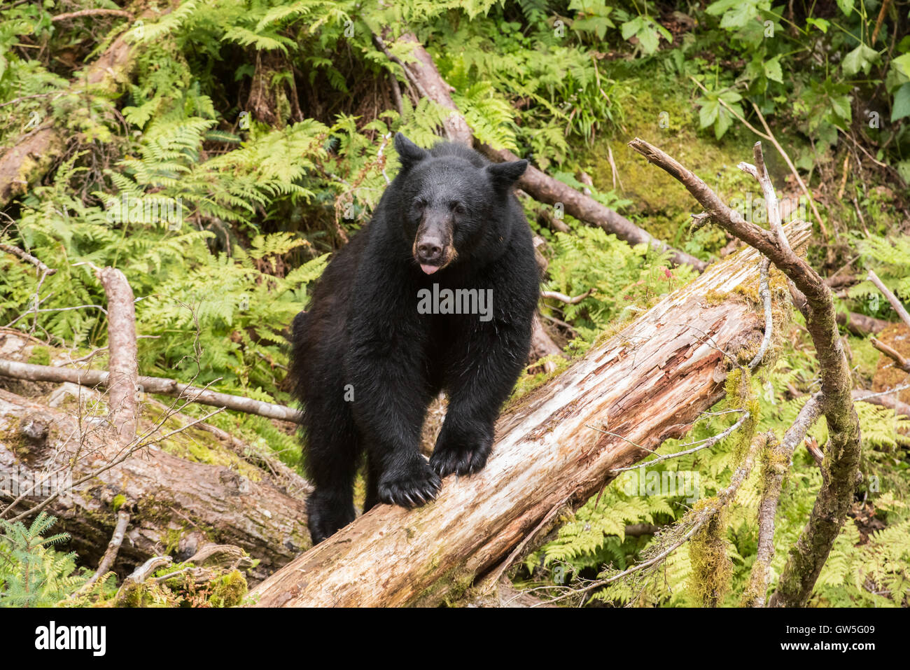 Black bear on log in Alaskan rainforest Stock Photo - Alamy