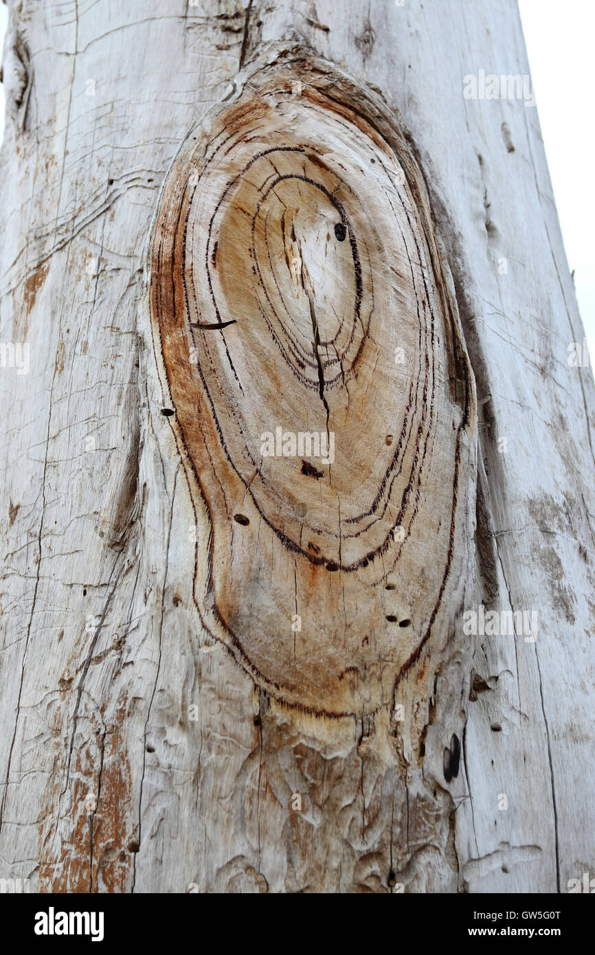 Fragile texture hi-res stock photography and images - Alamy