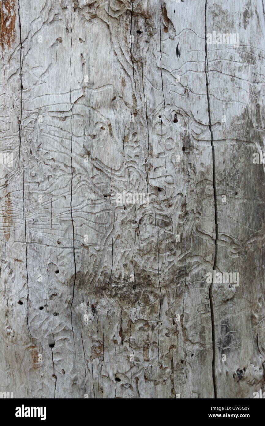 Dead tree trunk as garden decoration Stock Photo - Alamy