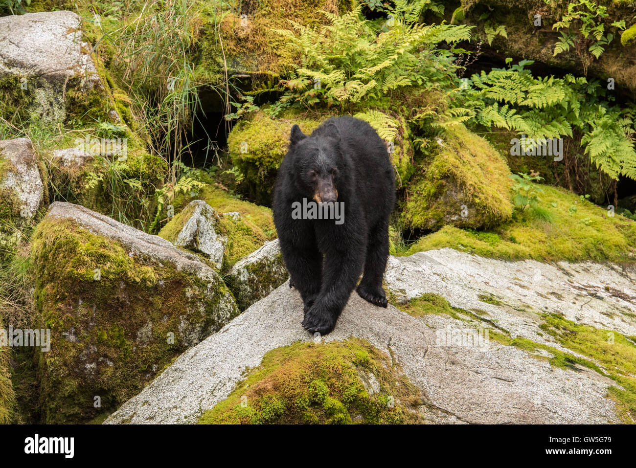 Black bear on rock in the Alaskan rainforest Stock Photo - Alamy