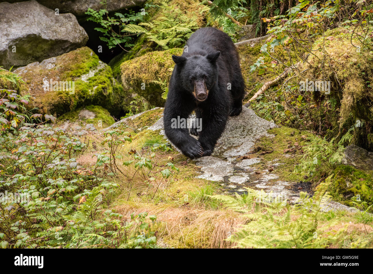 Black bear trail hi-res stock photography and images - Alamy