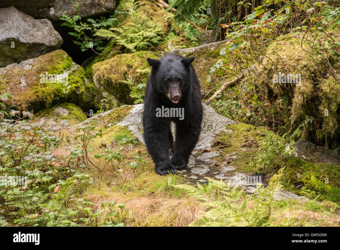 Walking with a bear hi-res stock photography and images - Alamy