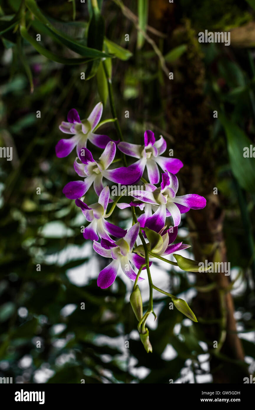 Beautiful Orchid Plant from Ecuador Just blossomed flower in the rain ...