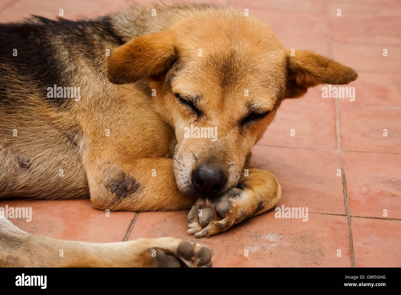 Sad homeless dog on street hi-res stock photography and images - Alamy