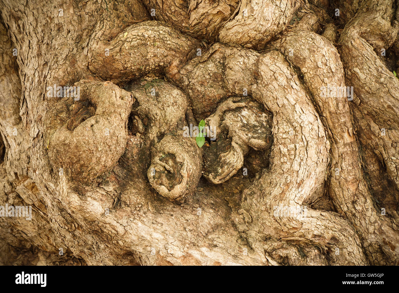 Giant tree root in nature background Stock Photo - Alamy