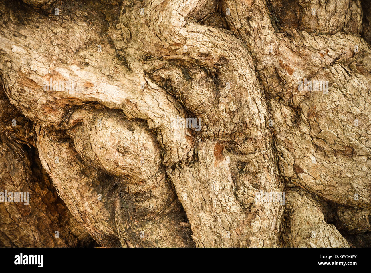 Giant tree root in nature background Stock Photo - Alamy