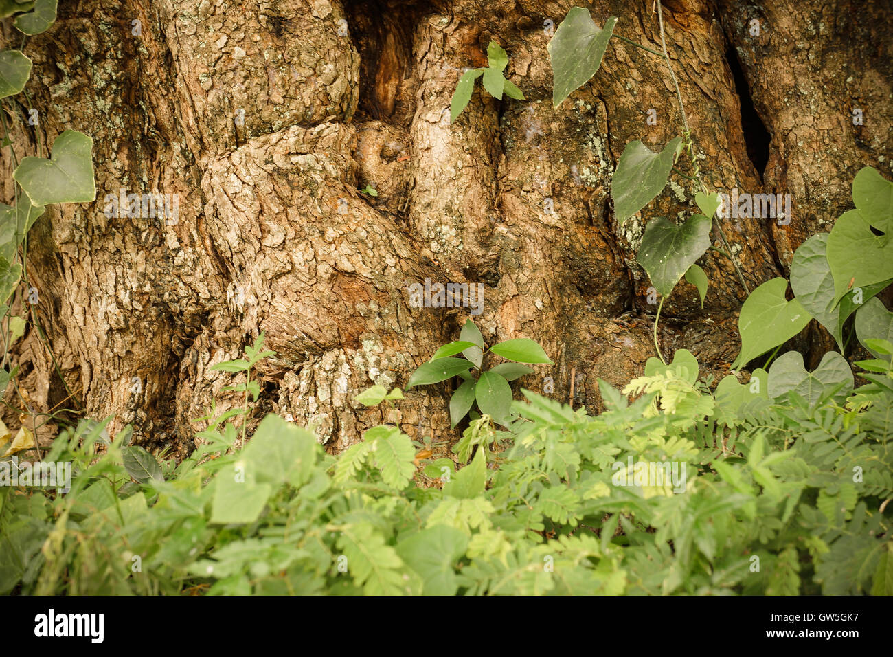 Giant tree root in nature background Stock Photo - Alamy
