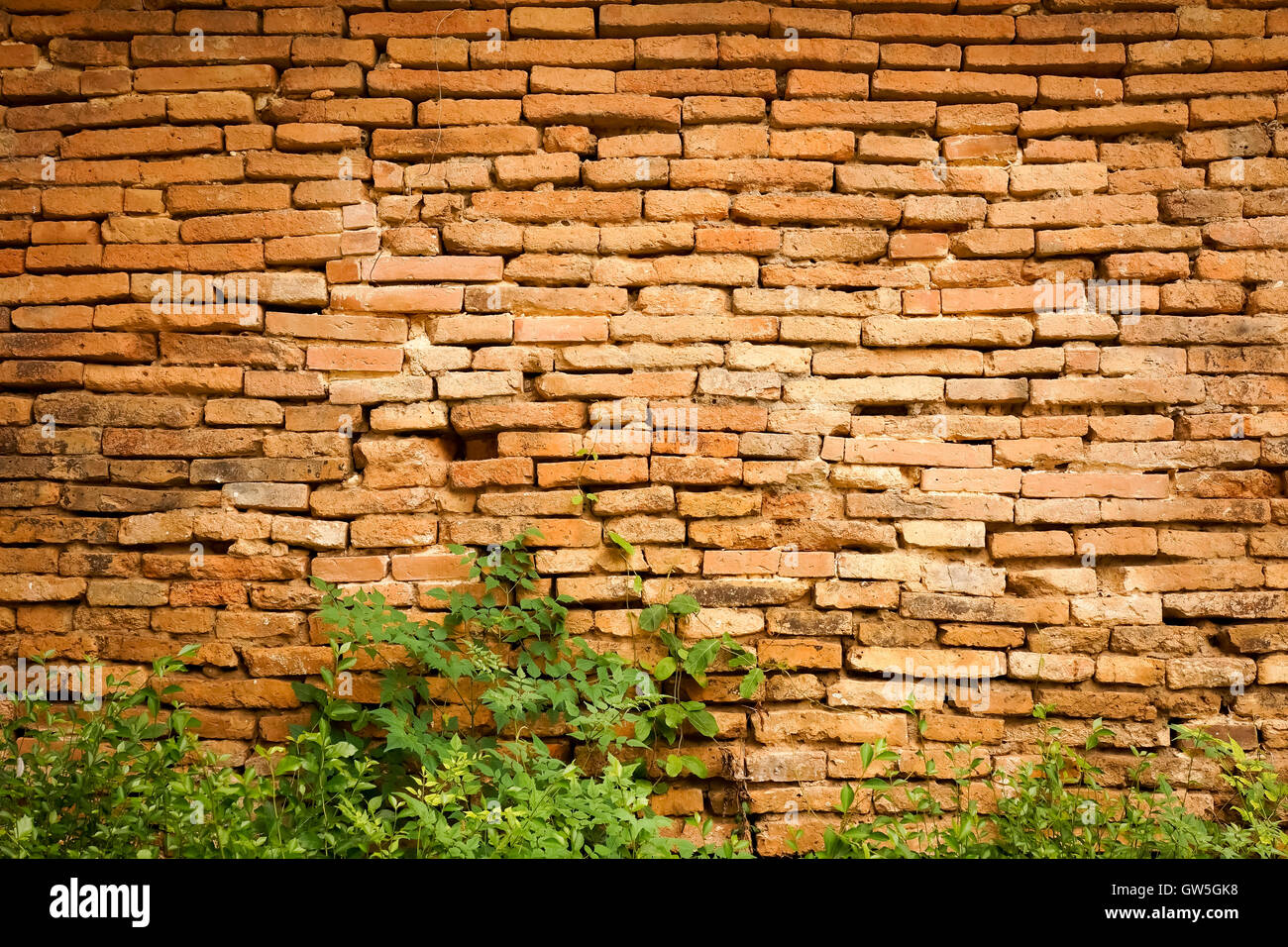leaves on Old brick wall for wallpaper Stock Photo - Alamy