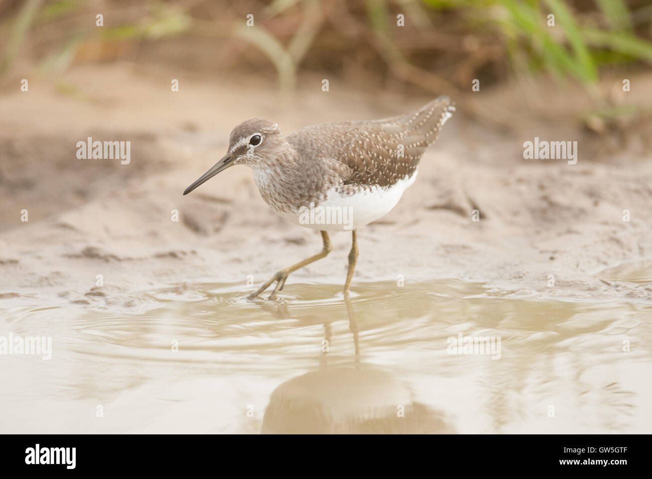 The beautiful Wood Sandpiper at a small pond in Basai in Haryana ...