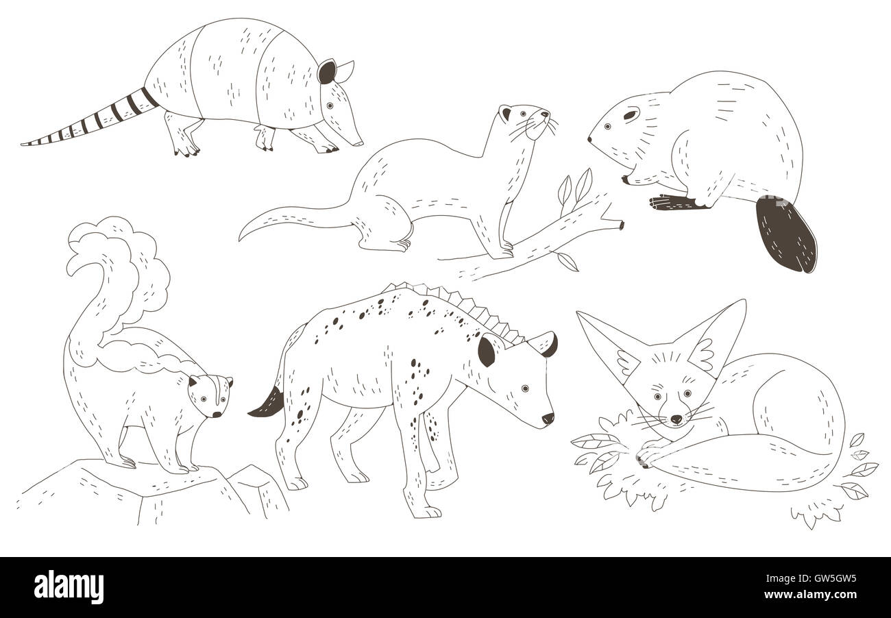 Weasel Cut Out Stock Images & Pictures - Alamy Weasel Cut Out Stock Images & Pictures - Alamy