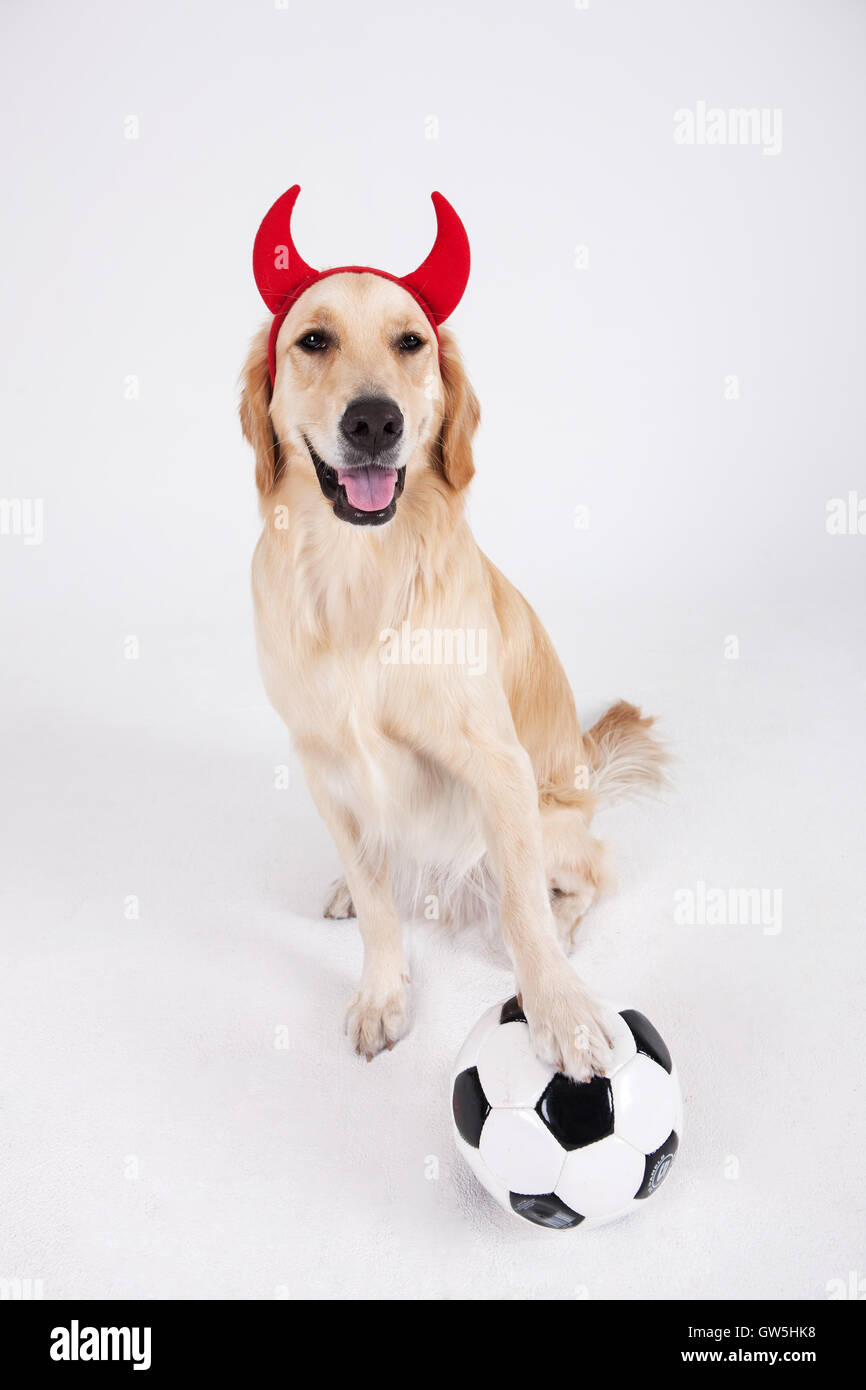 Animal crowd cheering hi-res stock photography and images - Alamy