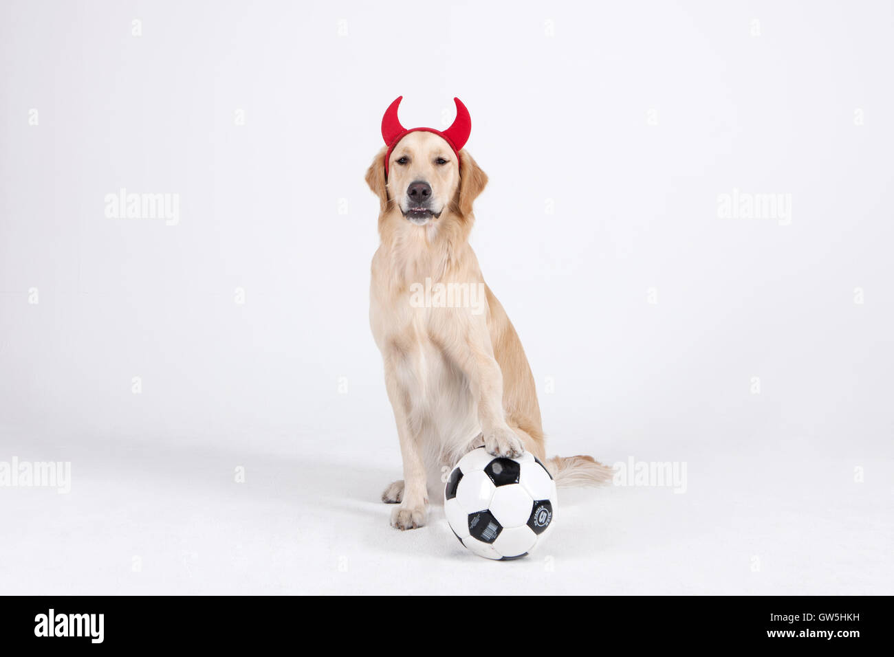 Animal crowd cheering hi-res stock photography and images - Alamy