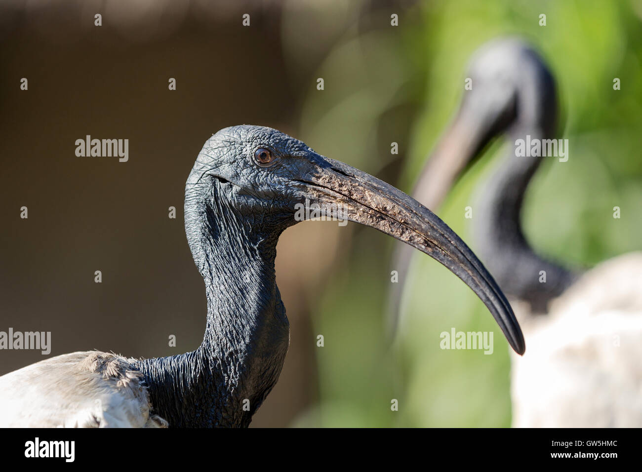 Oriental bird White (Black-headed) Ibis, close up portrait Stock Photo ...