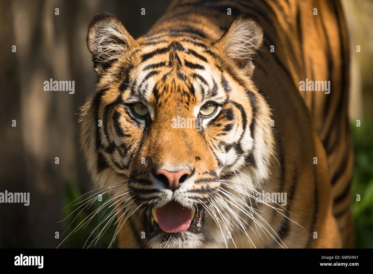 Sumatran tiger (Panthera tigris sumatrae) is a rare tiger subspecies ...