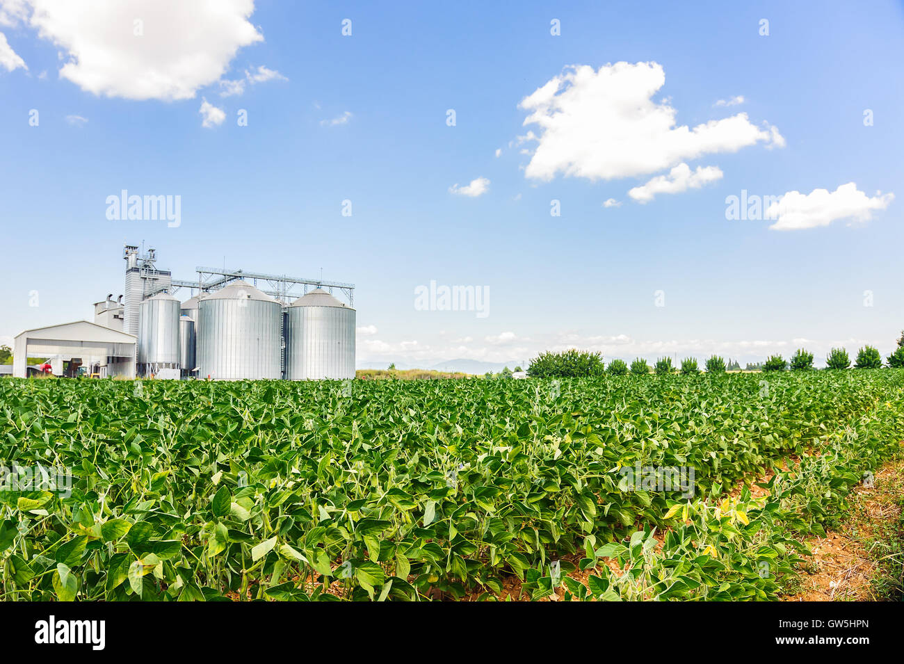 Soybean field. In the background, blurred a drying plant and silos ...