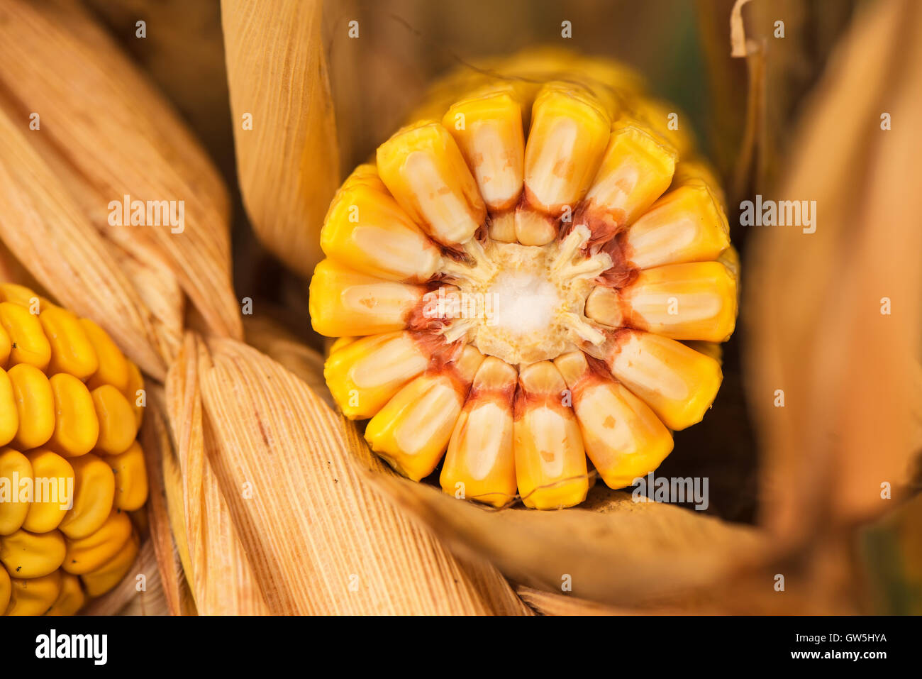 Ripe corn cob, close up of cultivated maize in field Stock Photo - Alamy