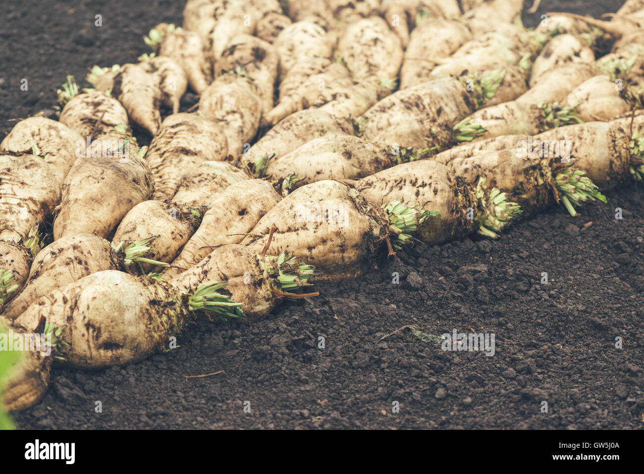 Harvested sugar beet crop root pile on the ground, selective focus ...